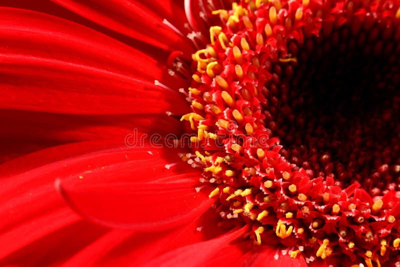 The flower black hole stock photo. Image of amazing, close - 667998