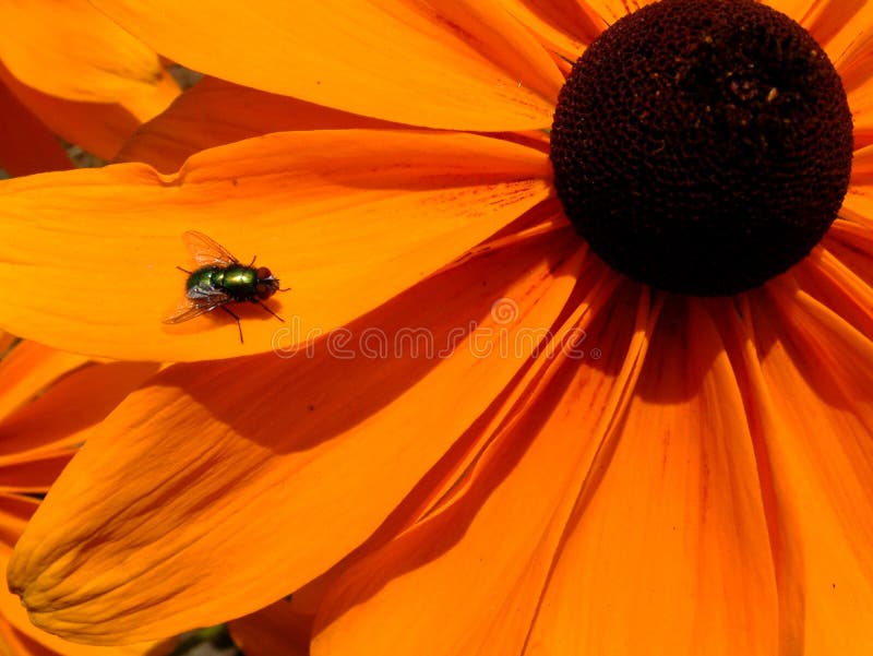 Flower Whas Stock Photos - Free & Royalty-Free Stock Photos from Dreamstime