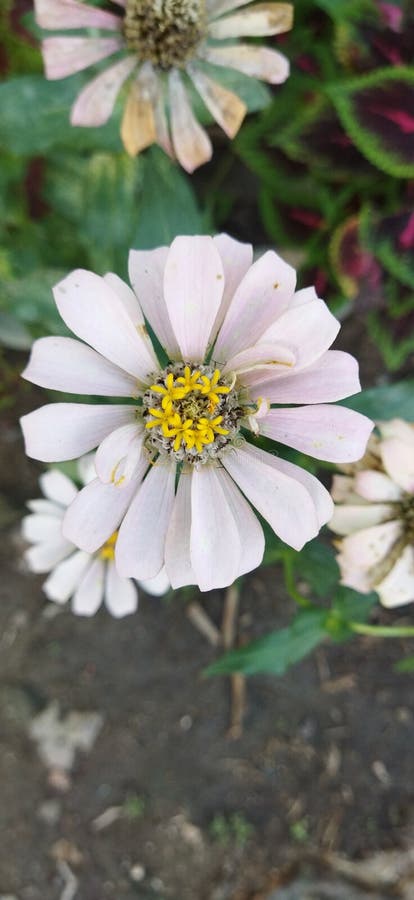 A flower in bloom stock image. Image of garden, city - 222359681