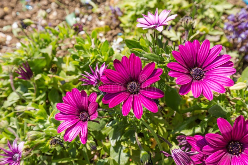 Flower bloom 1 stock photo. Image of colorful, flora - 172736218