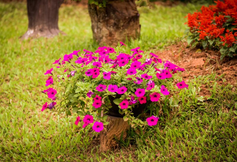 Flower bloom light stock photo. Image of sunlight, enchanted - 82598176