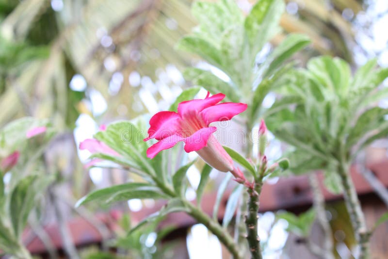 The Flower are in Bloom at the Rising Sun Stock Image - Image of bloom ...