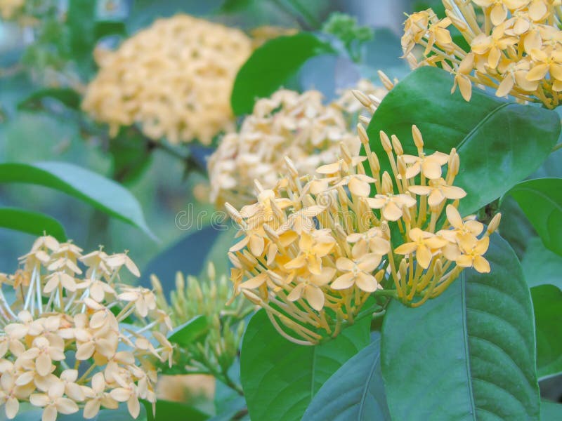 The flower bloom in spring stock image. Image of spring - 215660607