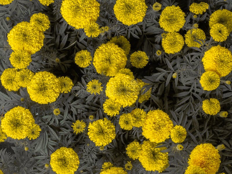 The flower bloom in spring stock photo. Image of 2021 - 215661750