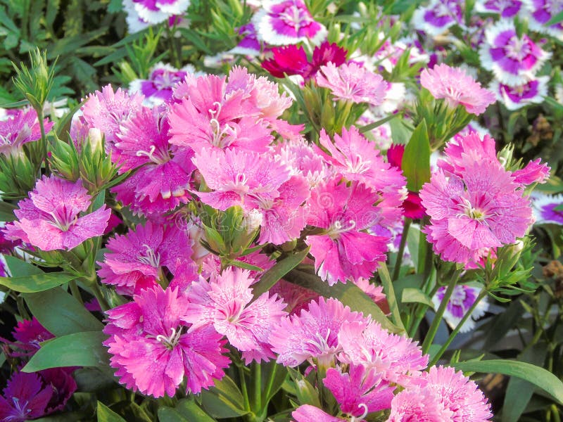 The flower bloom in spring stock image. Image of turn - 215661841