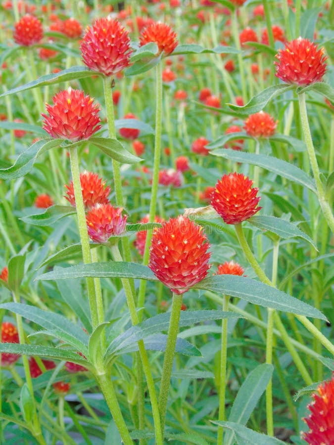 The flower bloom in spring stock image. Image of flower - 215661931