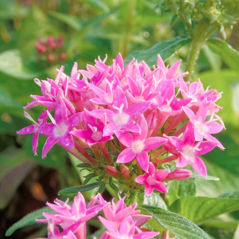 The flower bloom in spring stock photo. Image of vietnam - 215661960