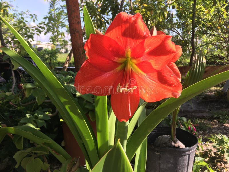 Flower in Bloom stock photo. Image of beginning, lighthouse - 119194584