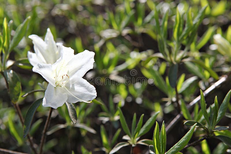 Korer flower stock image. Image of scentry, bloomed - 207793651