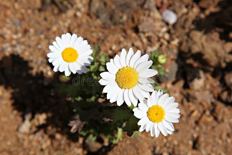Korer flower stock image. Image of petal, nature, scentry - 207794743