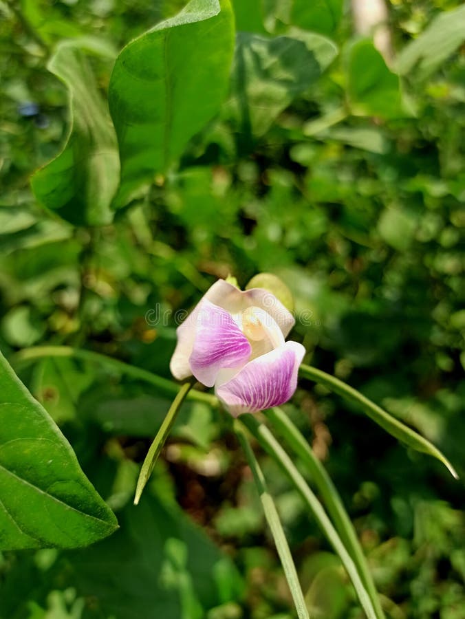 Flower that is blooming stock image. Image of produce - 181481519