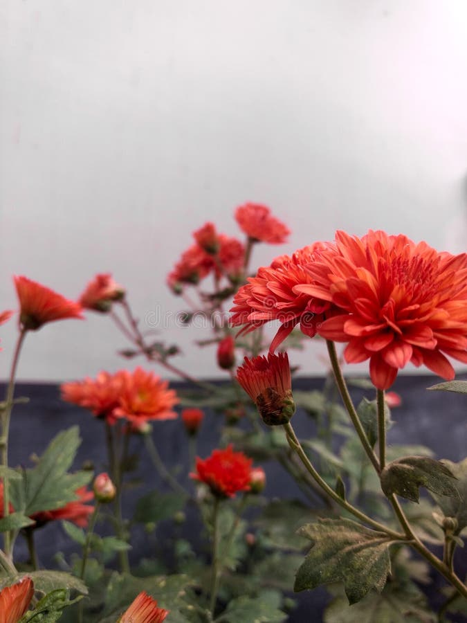 Orange Color Flower Captured on Summer Outdoors. Stock Photo - Image of ...