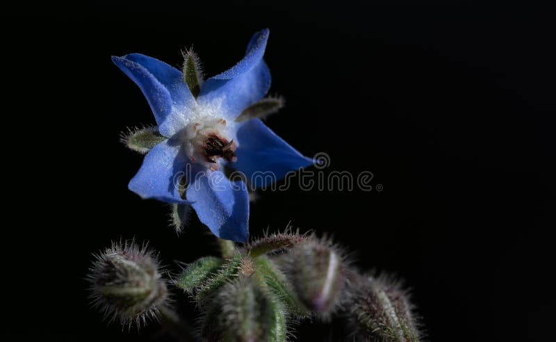 A Flower of Blooming Borage Grows Against a Dark Background Stock Photo ...