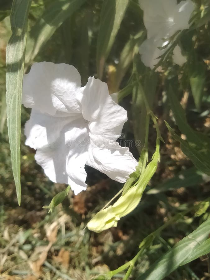 White Ruellia Squarrosa (Fenzi) Cufod. Stock Image - Image of shrub ...