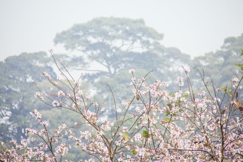 Flower blooming stock photo. Image of forest, blooming - 54599368