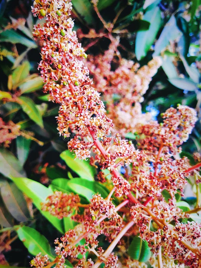 Mango flower stock image. Image of nature, branch, blooming - 214897245