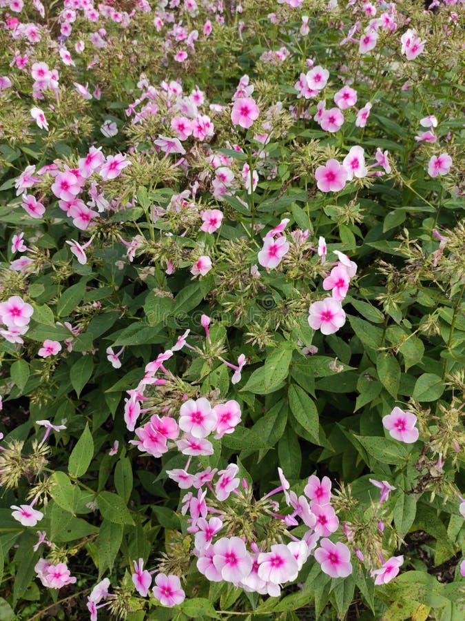 Flower Blooms in the End of Summer Stock Image - Image of autumn ...