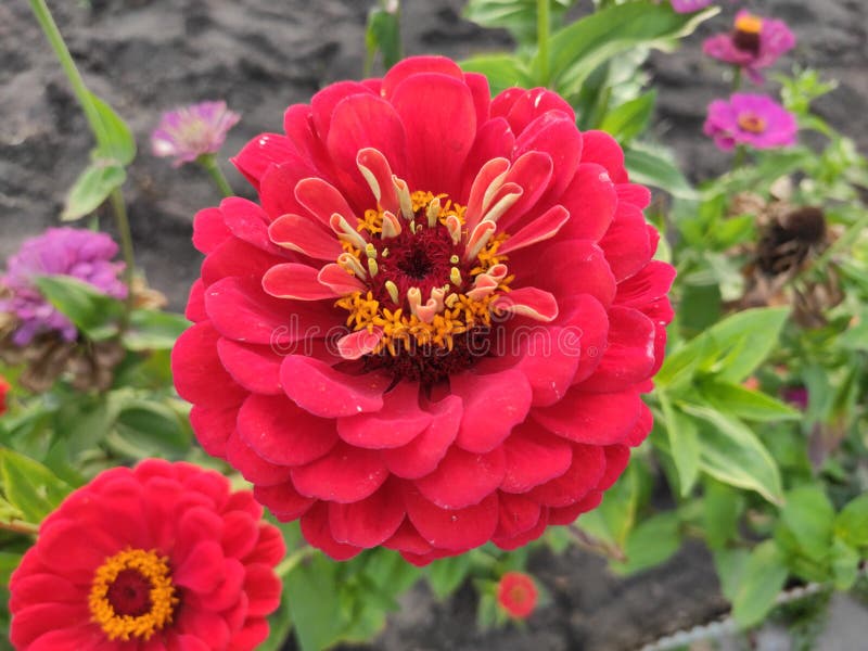 Flower Blooms in the End of Summer Stock Image - Image of floral ...