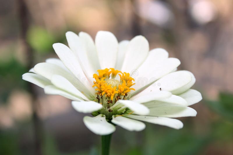 A flower stock photo. Image of morning, blooms, plant - 221032808