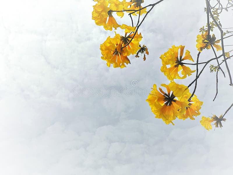 Flower Yellow Sky Cloud Sunshine Bloom Blossom Stock Photo - Image of ...