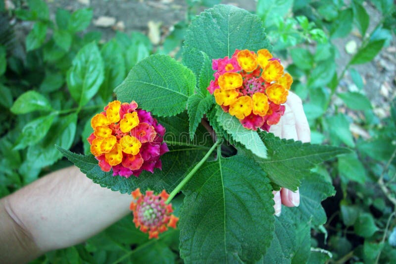 Flower Blossom, Colorful Growth of Plants Stock Photo - Image of botany ...