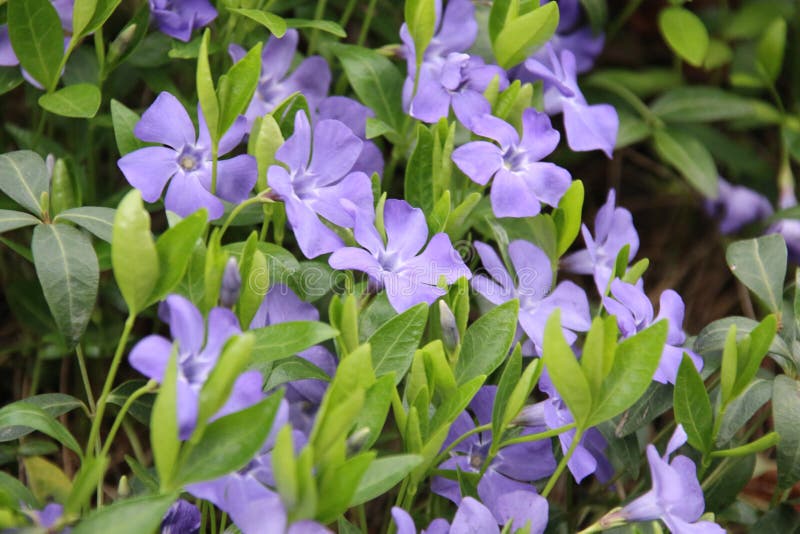 Flower blossom field stock photo. Image of environment - 93173142