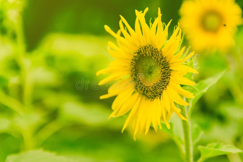 Flower Blossom in the Green Field, Flower in the Garden Stock Photo ...