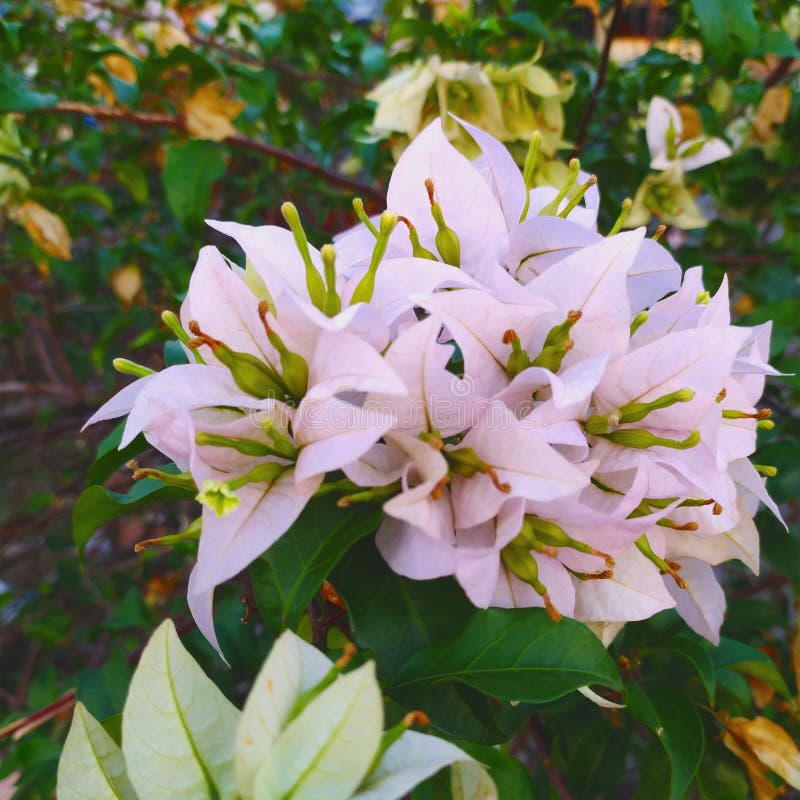 Flower blossom herb stock image. Image of fruit, flower - 223555151