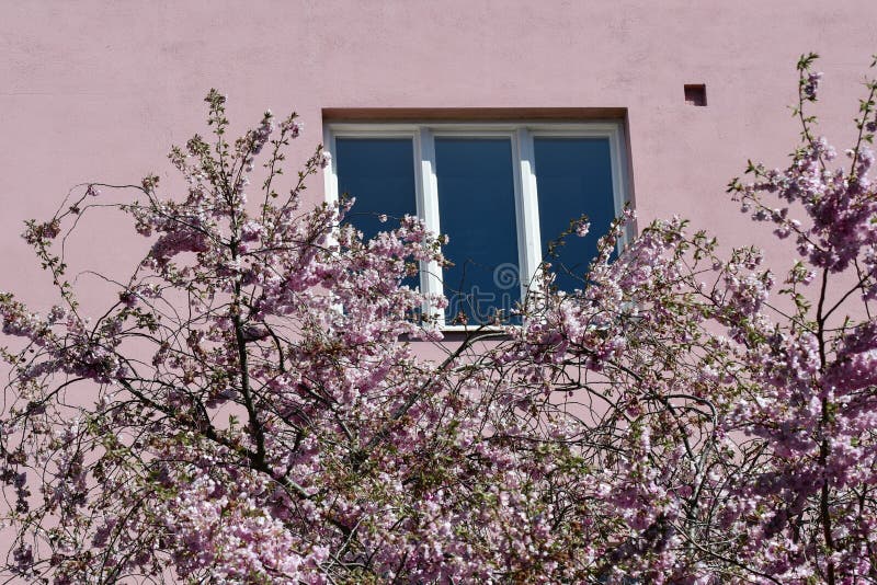 Flower Blossom Tree in Front of a Pink Building Stock Photo - Image of ...