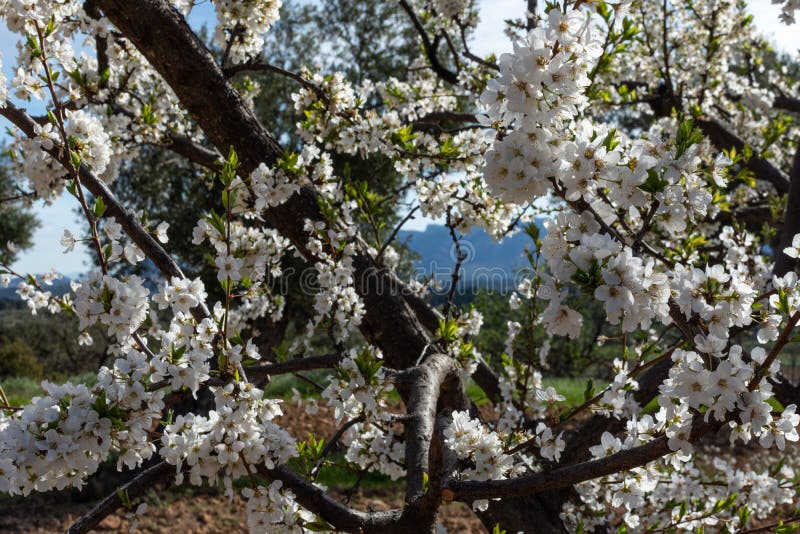 Plum Field at Mt. Maku Park Stock Photo - Image of maku, stream: 68719978
