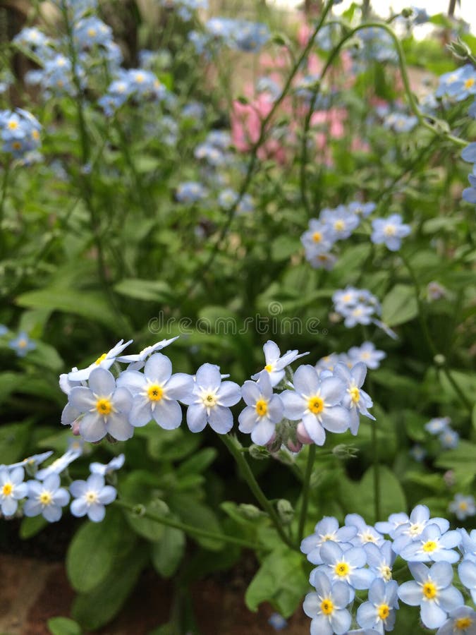 Flower stock photo. Image of view, flora, spring, flower - 45585850