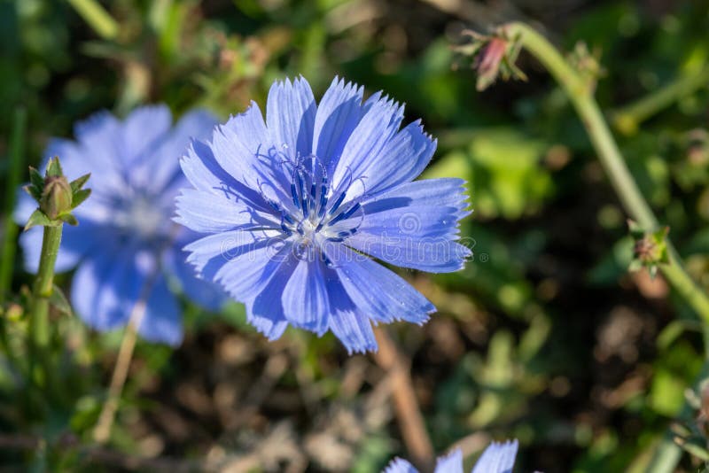 Flower with Blue Blossom Close-up Stock Image - Image of botanic ...