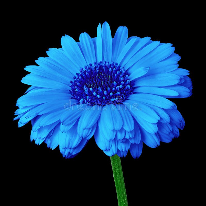 Flower Blue Calendula, Isolated On A Black Background. Close-up Stock ...