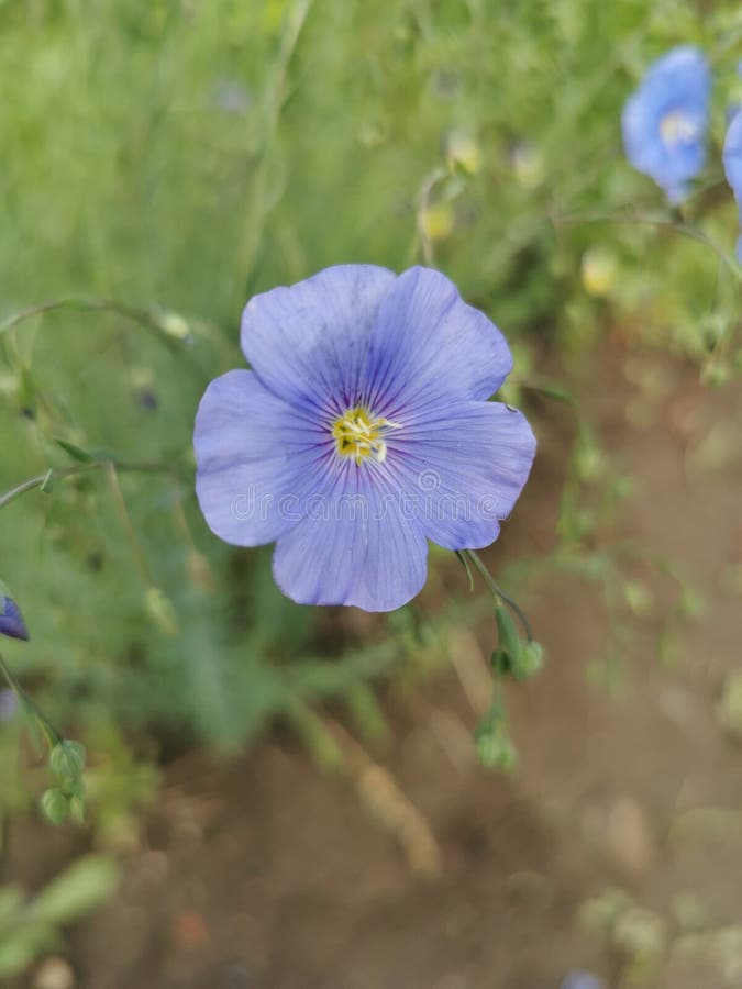 The Flower of the Blue Flax in the Garden Stock Photo - Image of green ...