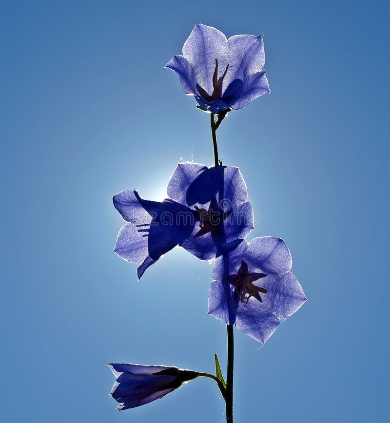 Flower, Blue, Flora, Flowering Plant Picture. Image: 94594627