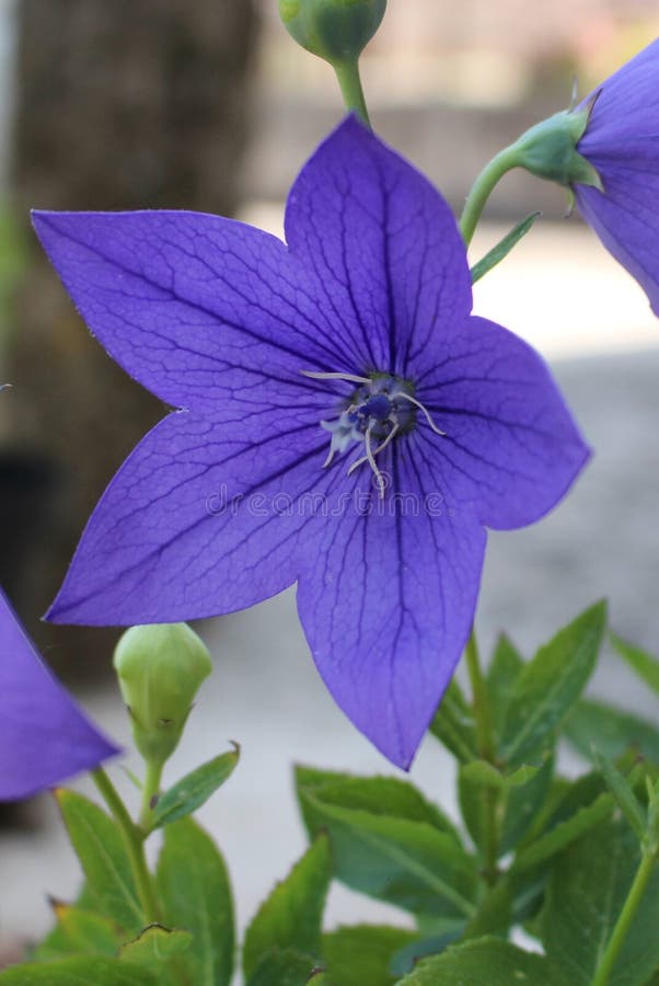 Flower, Blue, Flora, Plant Picture. Image: 132949479