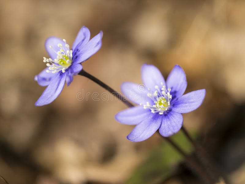 Flower, Blue, Flora, Wildflower Stock Photo - Image of spring, plant ...