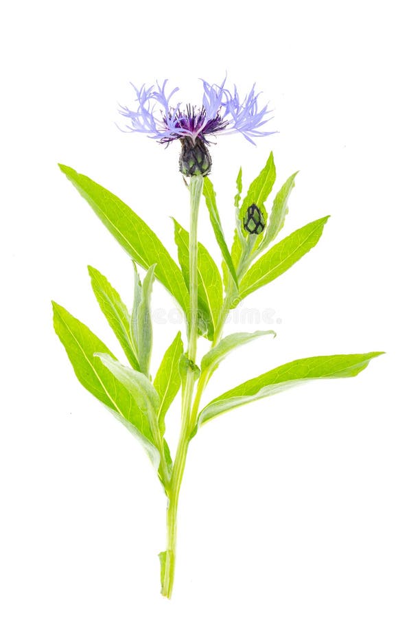 Flower of Blue Garden Cornflower on Stem with Leaves Stock Photo ...
