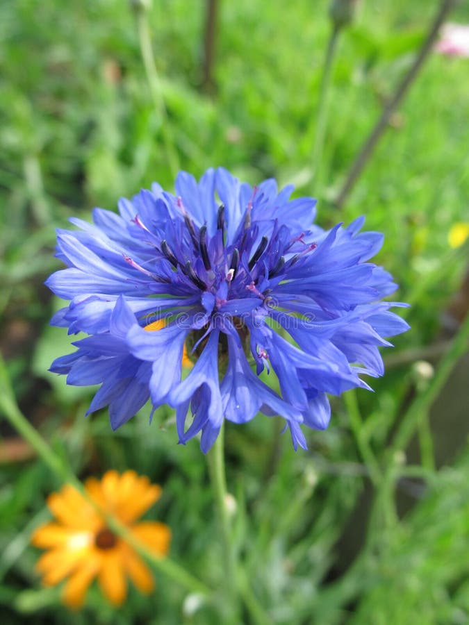 Flower stock photo. Image of fresher, fresh, flower, large - 45736374