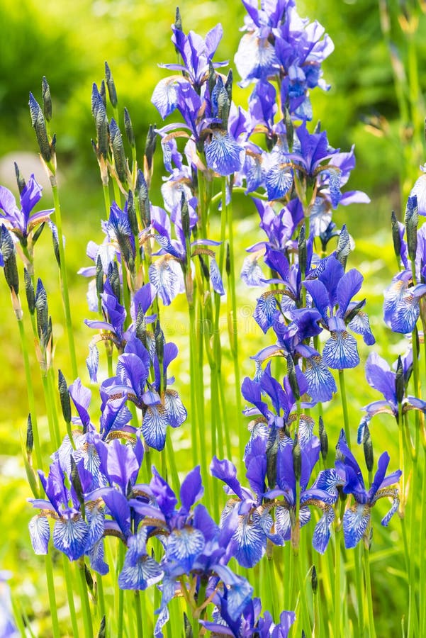 Flower blue iris stock photo. Image of blossom, decoration - 55981902