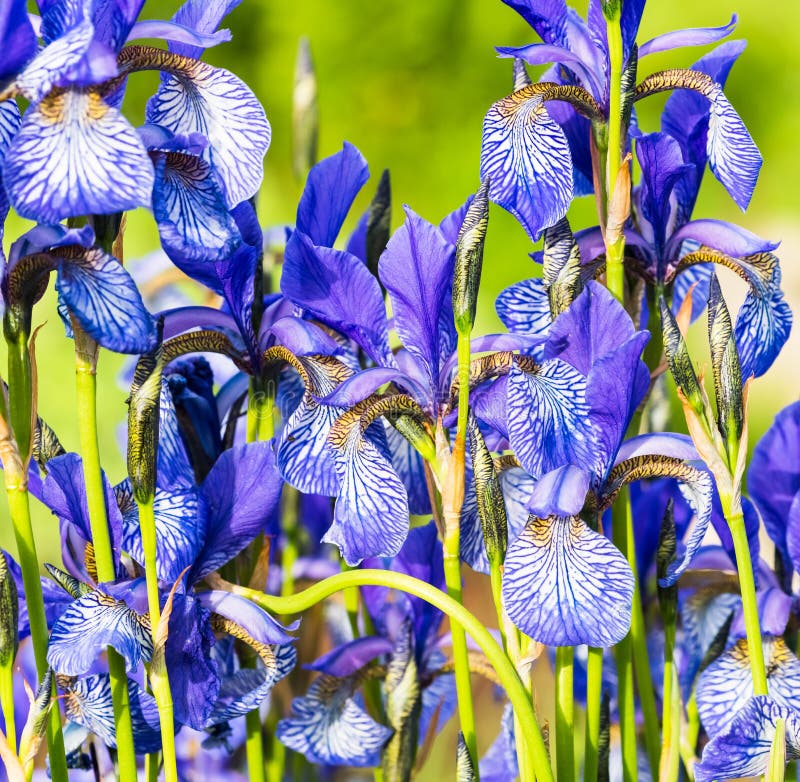 Flower blue iris stock image. Image of natural, flora - 55981943