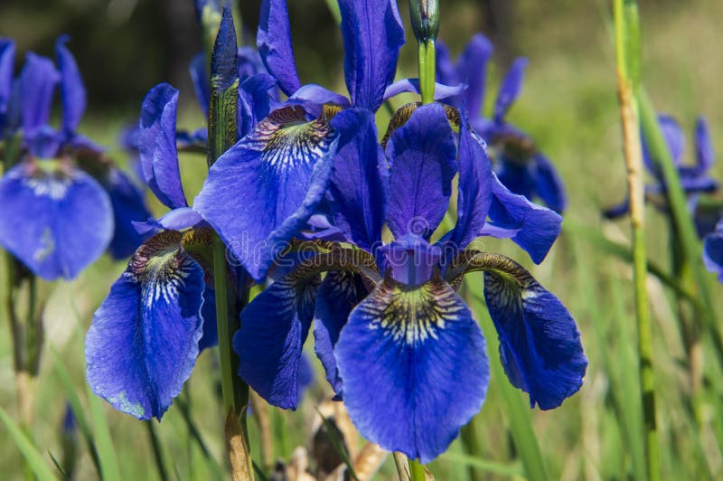 Flower Blue Irises Bloom in the Field Stock Photo - Image of clearing ...
