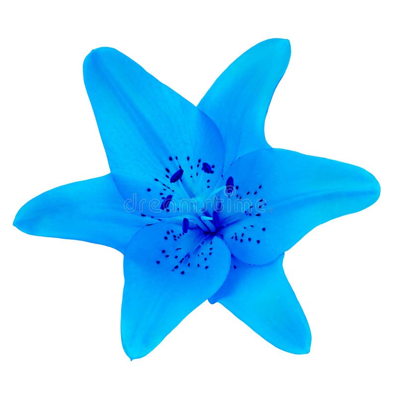 Flower Blue Lily Isolated on White Background. Close-up Stock Photo ...