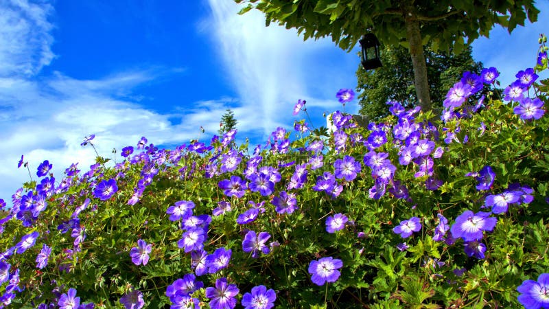 Flower, Blue, Plant, Flora stock photo. Image of delphinium - 113058828