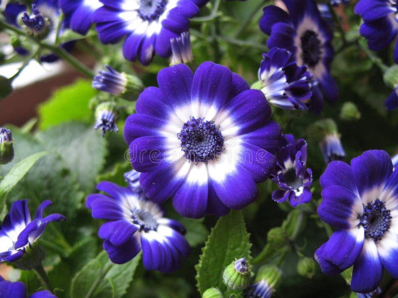 Flower, Blue, Plant, Flora Picture. Image: 97210985