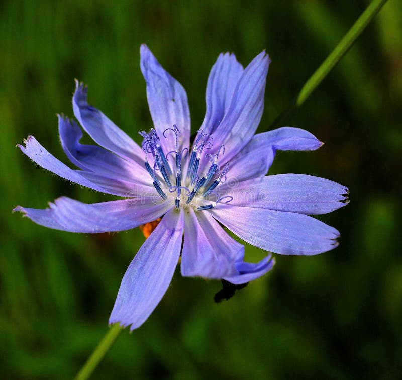 Flower, Blue, Plant, Flora Picture. Image: 97210985
