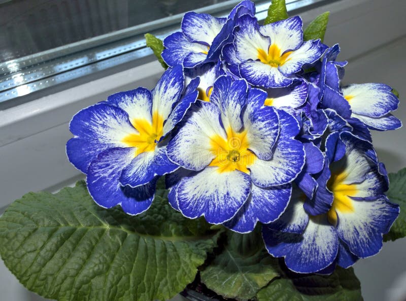 Flower Blue Primrose Blooming on the Windowsill Stock Photo - Image of ...