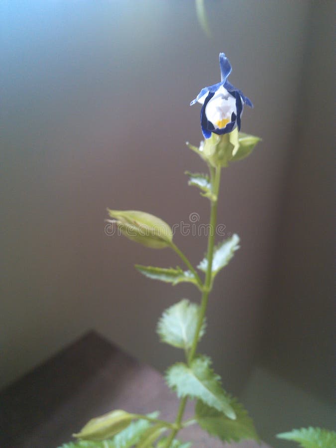 Flower of blue stock image. Image of filter, puriest - 90790577