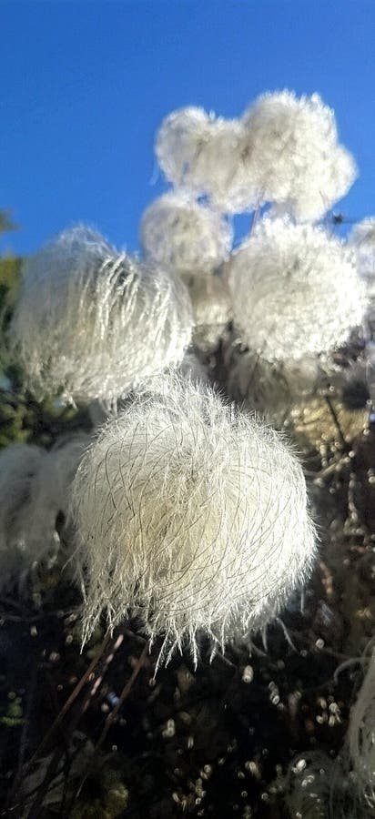 Flower stock image. Image of flower, nature, blue, fluffy - 86553655