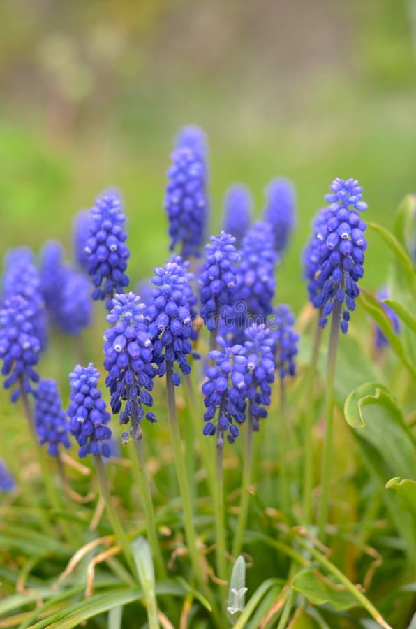 Flower stock photo. Image of white, season, summer, flower - 40005432